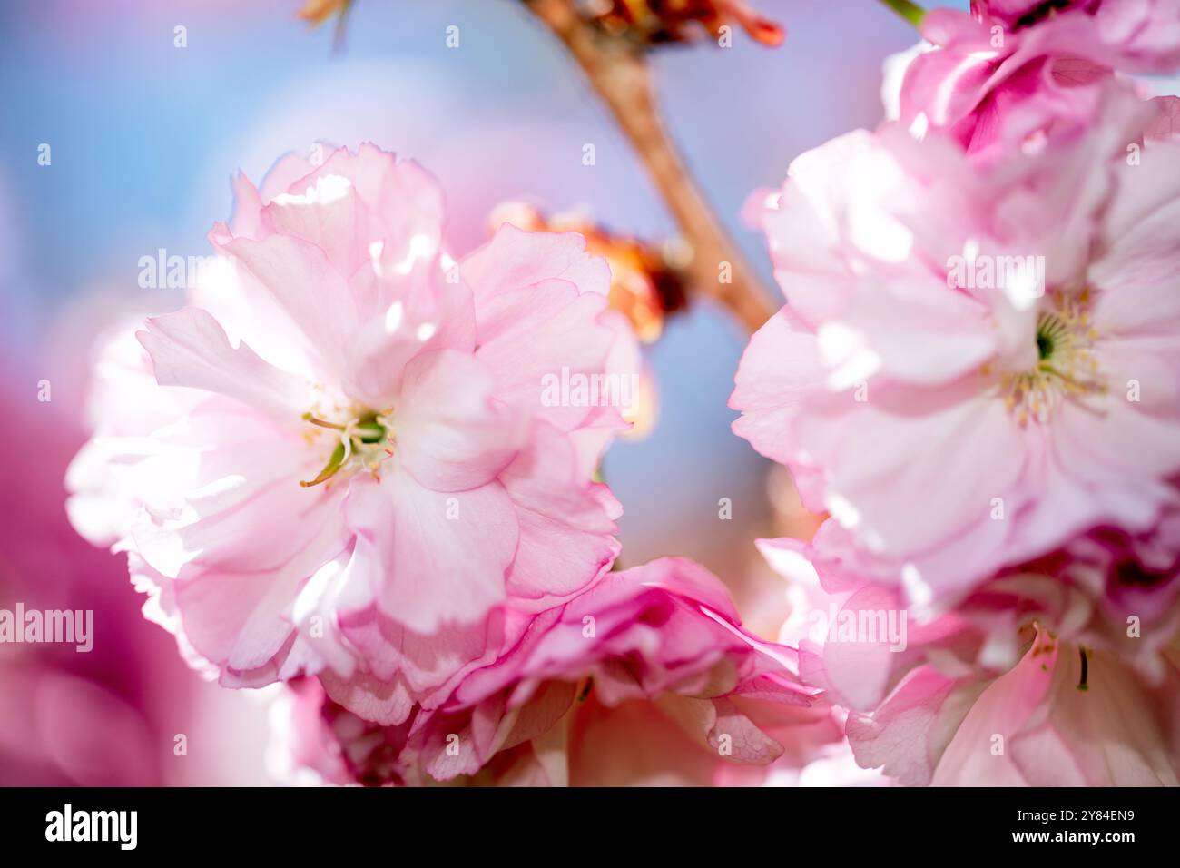 WASHINGTON DC — Kwanzan/Kanzan cherry trees display their distinctive ...