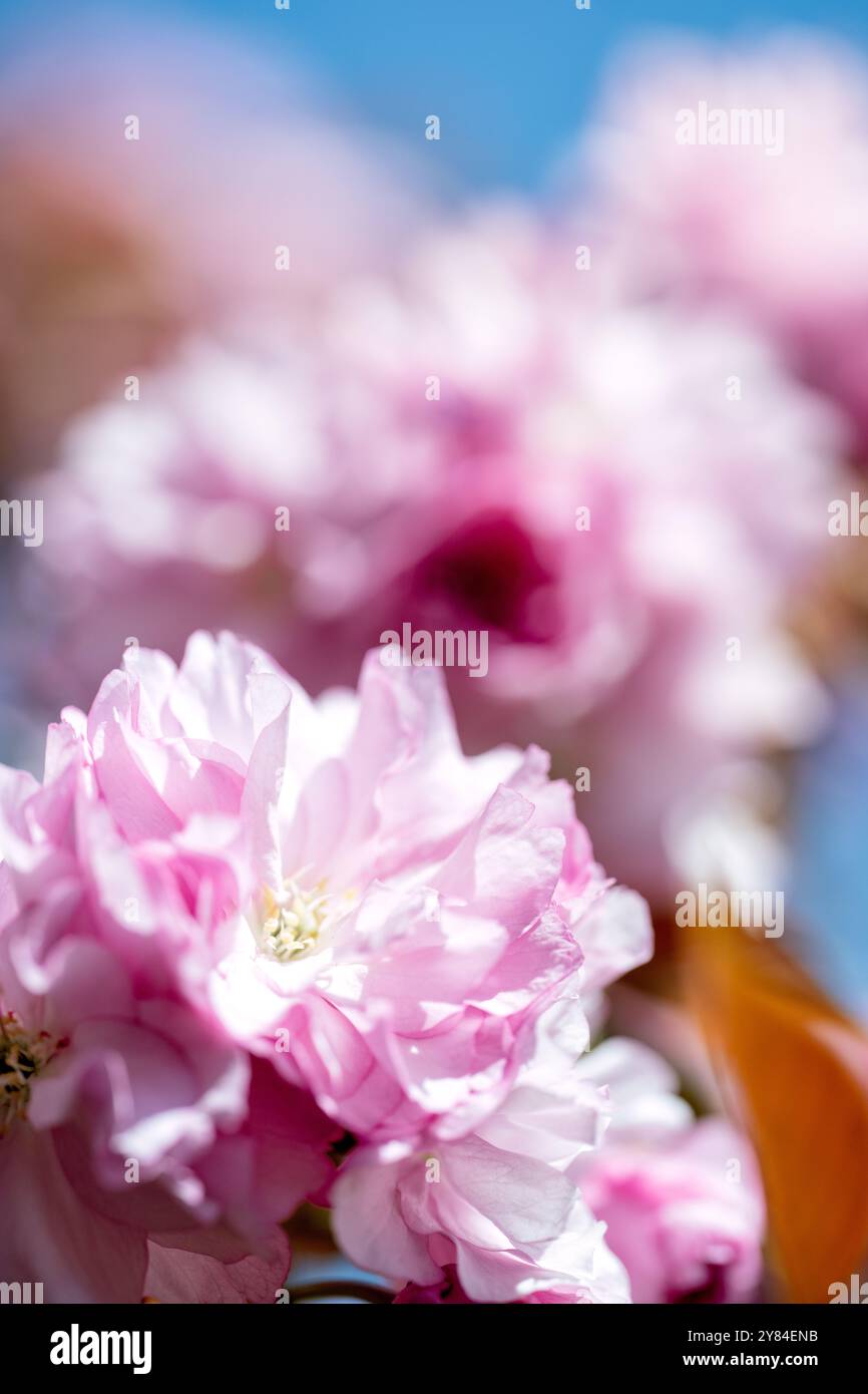 WASHINGTON DC, United States — Kwanzan/Kanzan cherry trees display ...