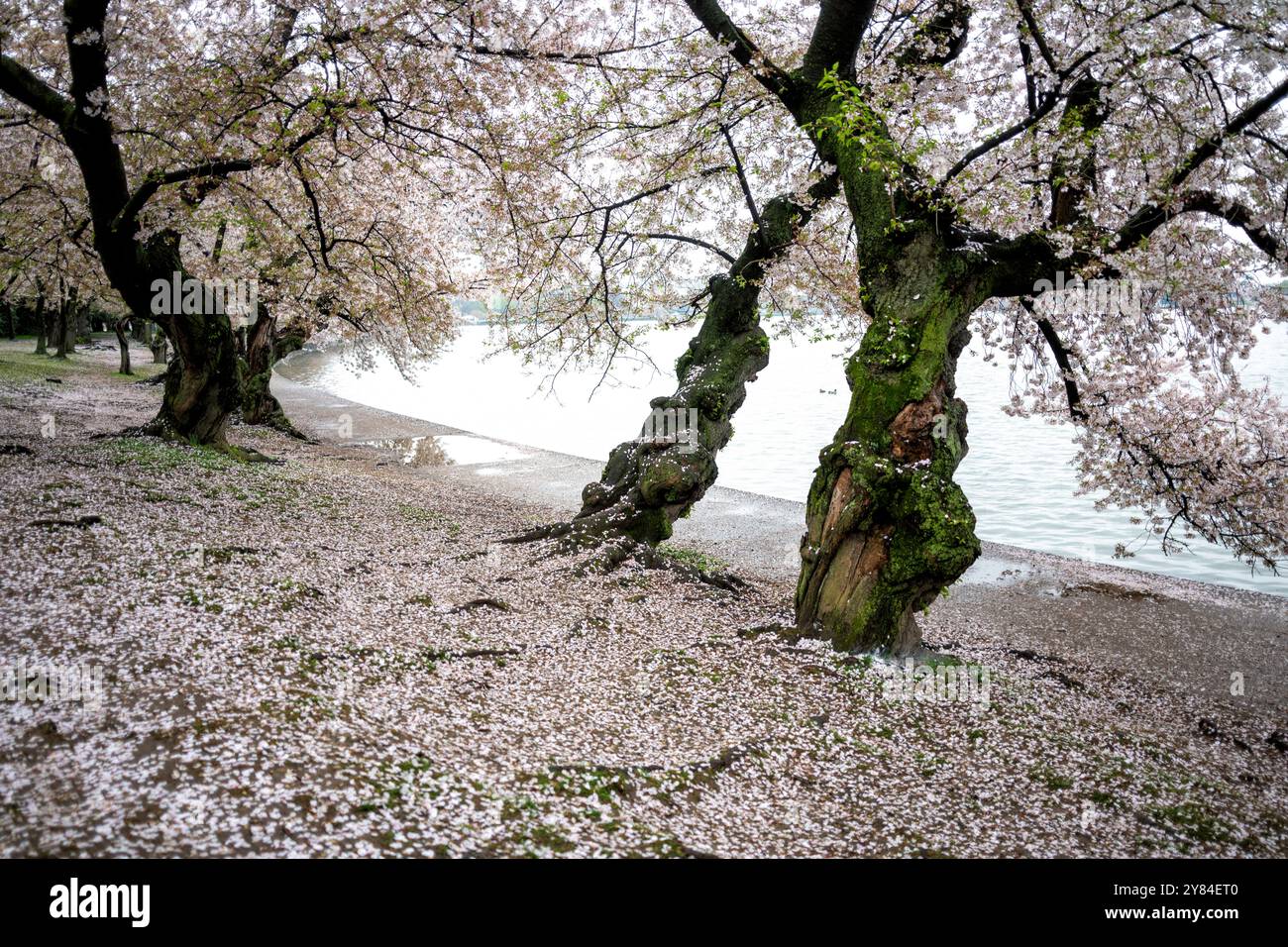 WASHINGTON DC — Fallen petals from Yoshino cherry trees cover the ...