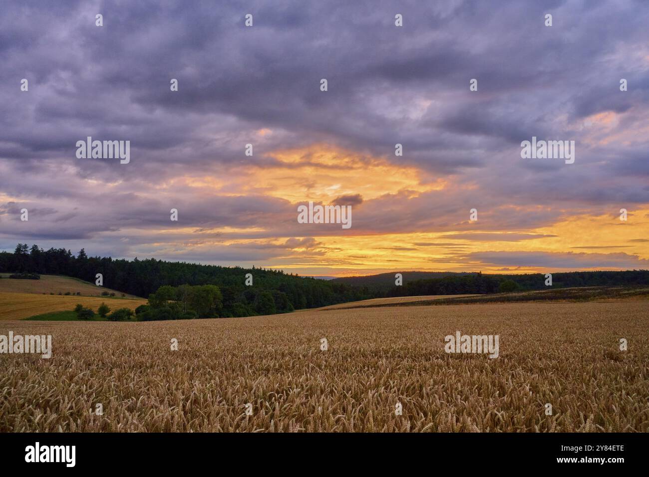 Wide corn fields in hi-res stock photography and images - Alamy