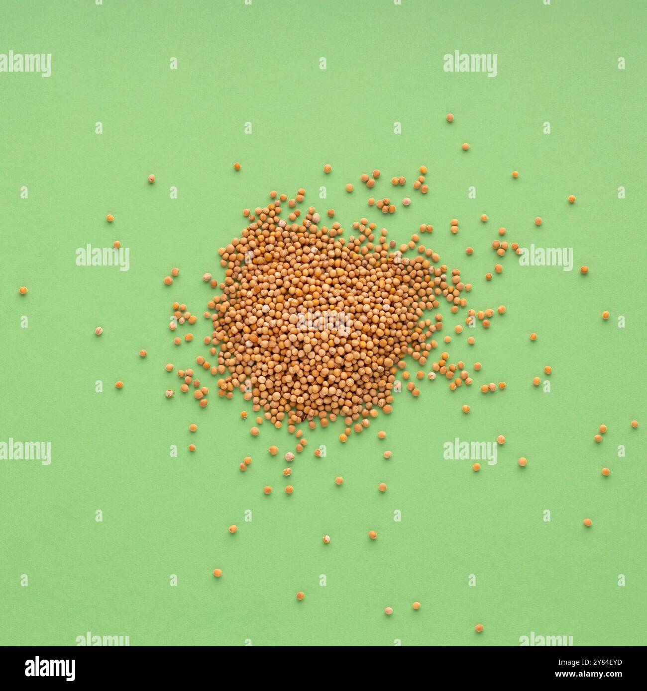 Sinapis alba - Pile of yellow mustard seeds Stock Photo - Alamy