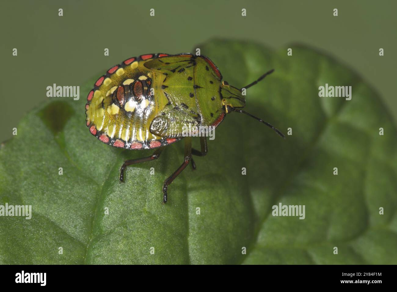 Macro photograph of a Nezara viridula, Green Vagrant (Nezara viridula ...