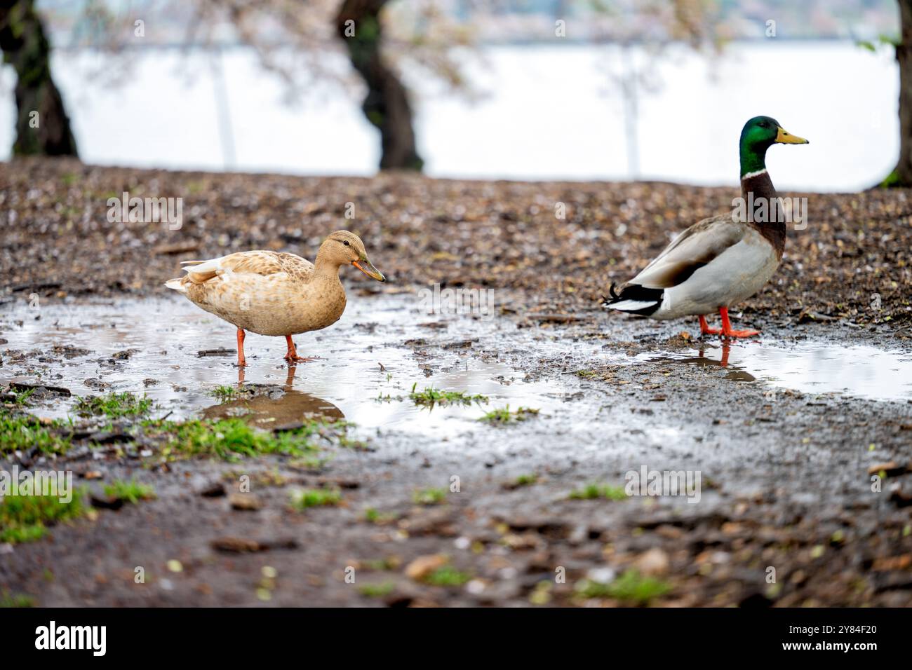 Fall in dc hi-res stock photography and images - Alamy