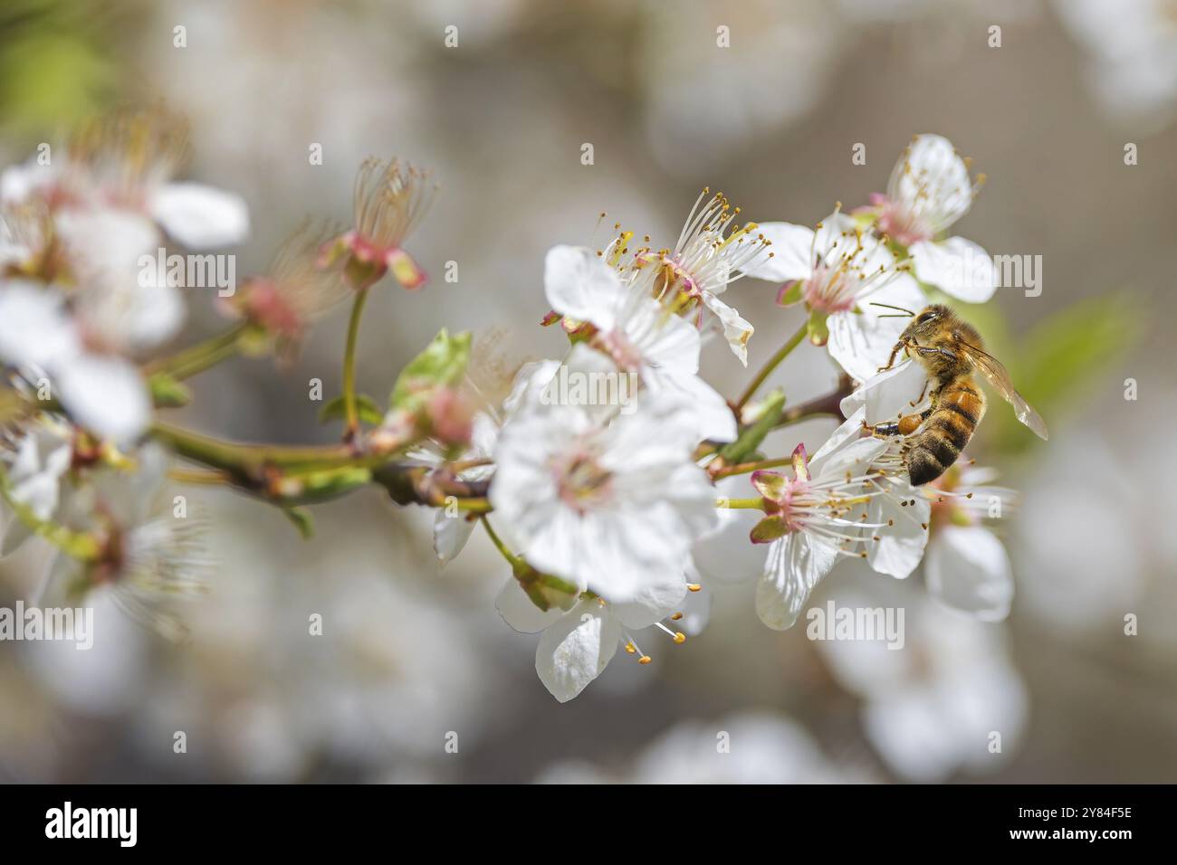 Western honey bee (Apis mellifera) fruit blossom, petals, honey bee ...