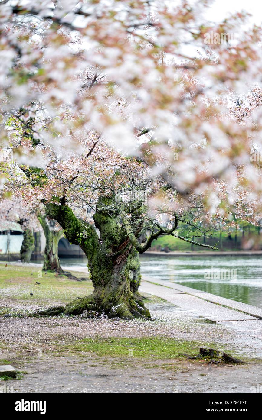 WASHINGTON DC — Cherry blossom petals fall from Yoshino cherry trees ...