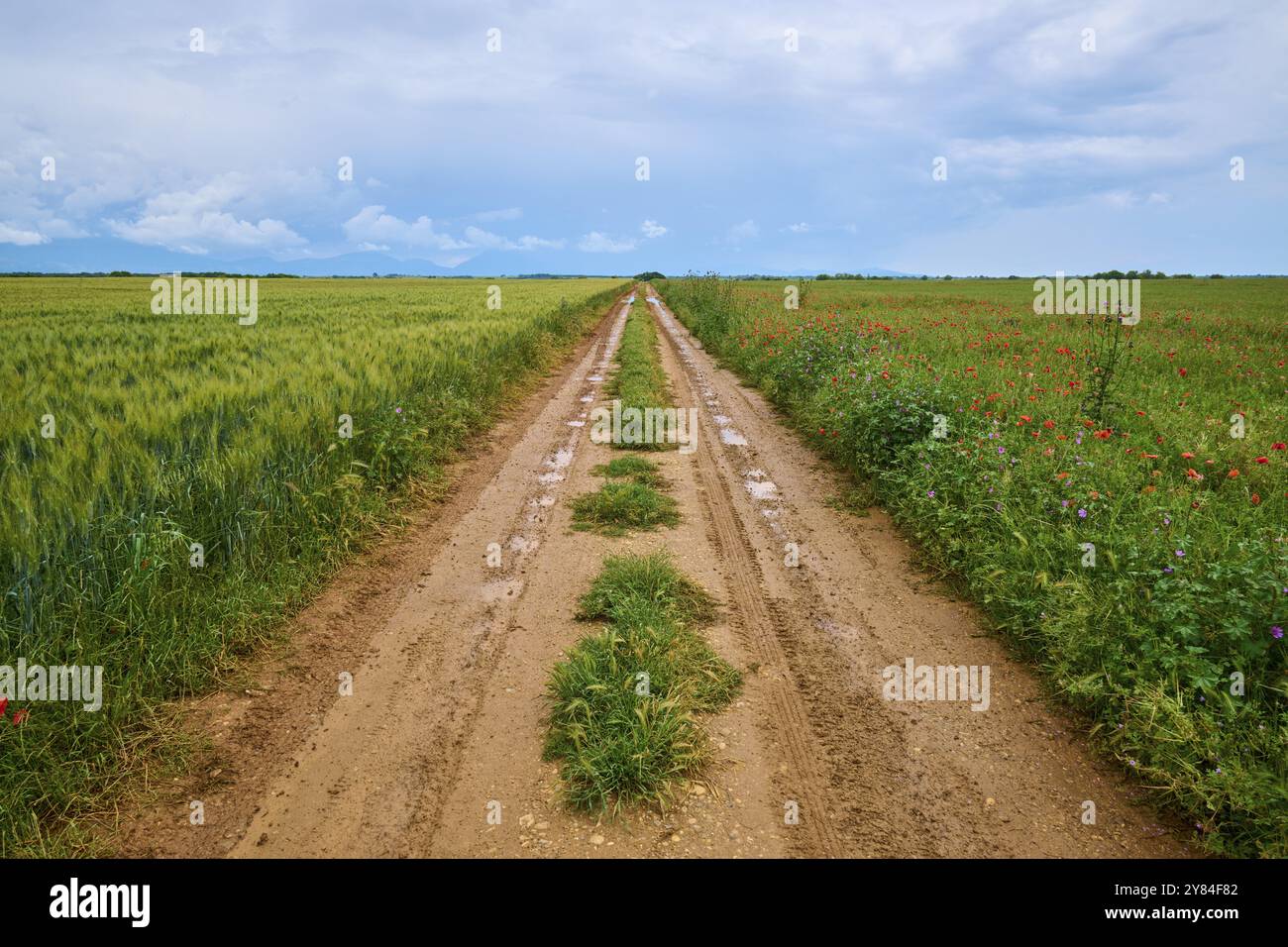 A rural country lane between green fields under a cloudy sky after a ...