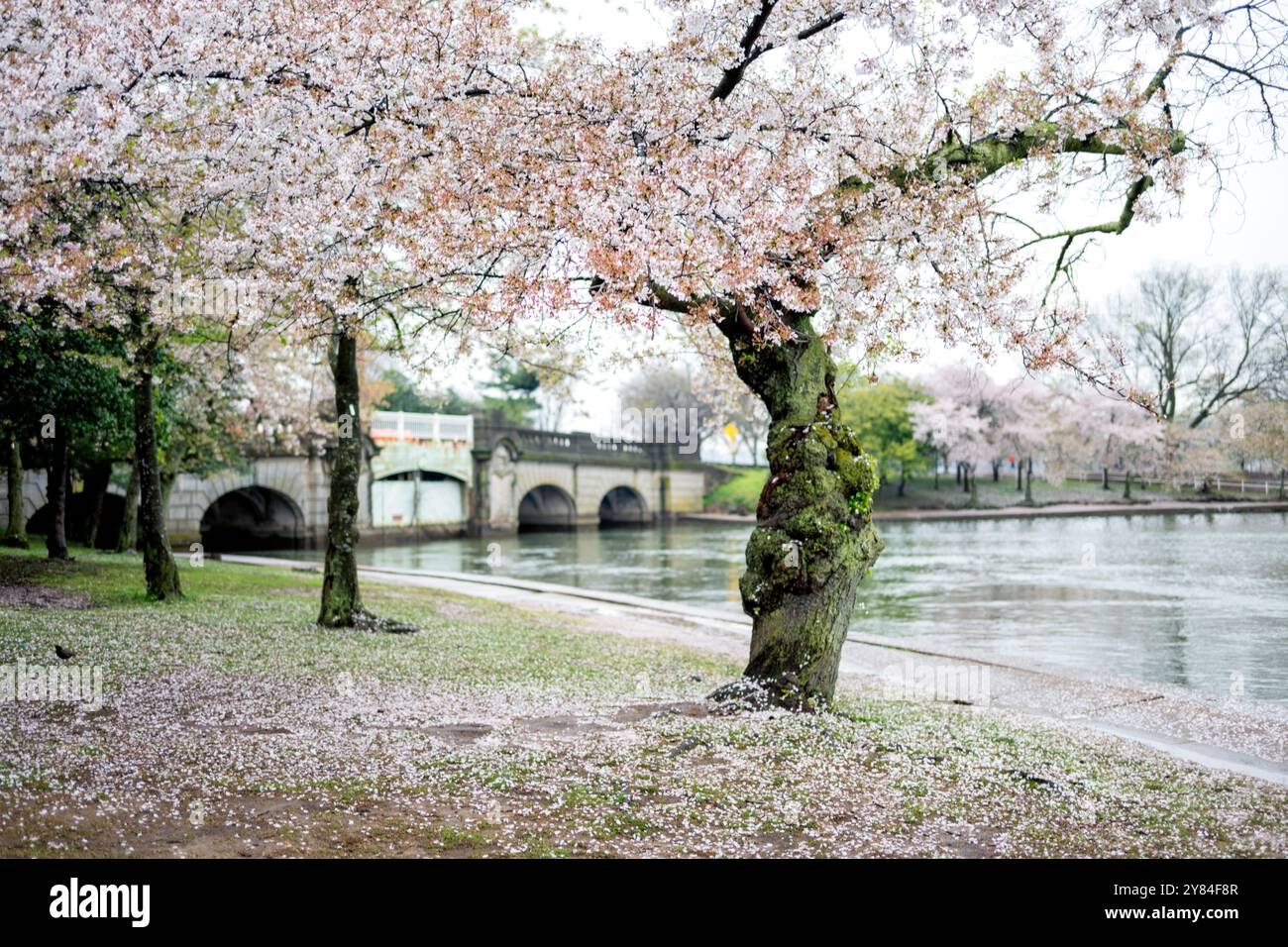 WASHINGTON DC, United States — Cherry blossom petals fall in the rain ...