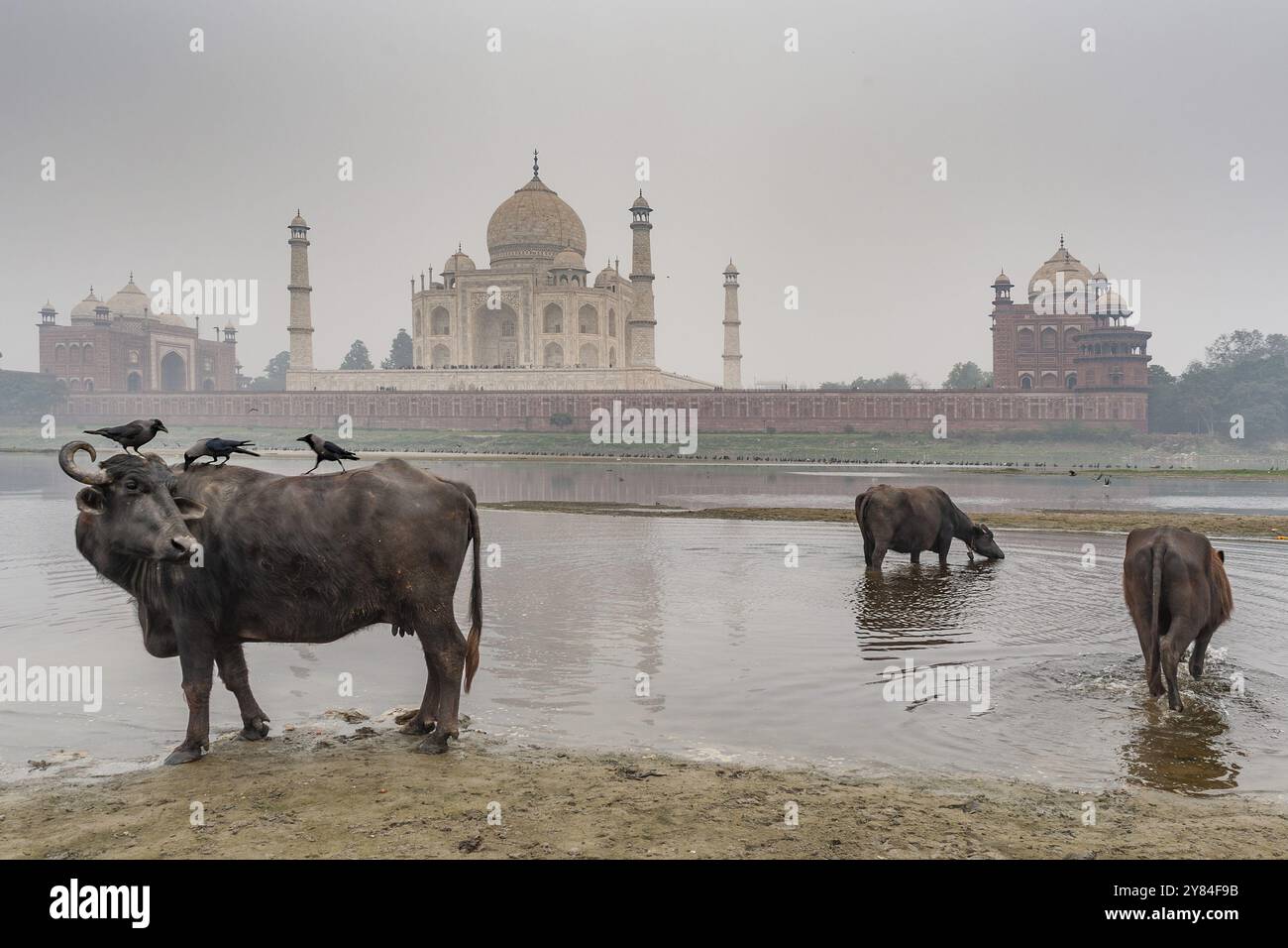 Water buffalo, Taj Mahal and river Yamuna. Agra, Uttar Pradesh, India ...