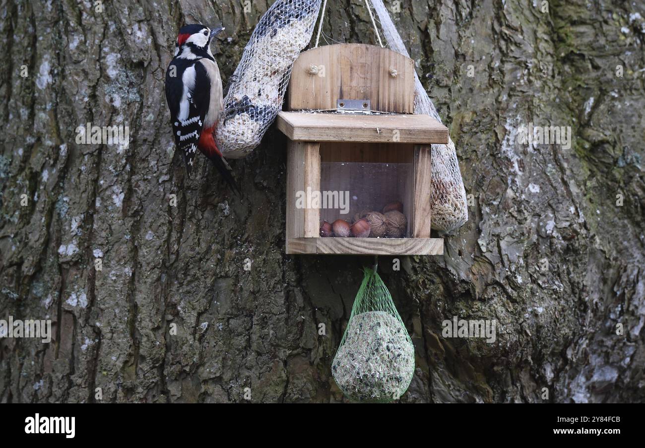 Great spotted woodpecker (Dendrocopos major) eats bird food Stock Photo ...