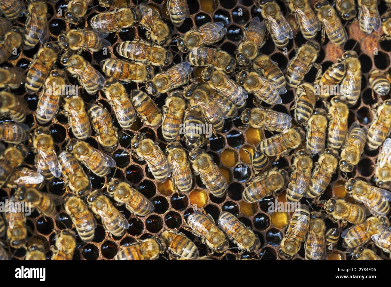 Western honey bee (Apis mellifera) fruit blossom, honeycomb, beehive ...