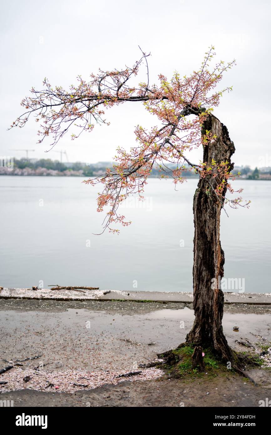 WASHINGTON DC — A Yoshino cherry tree known as "Stumpy" blooms for a ...