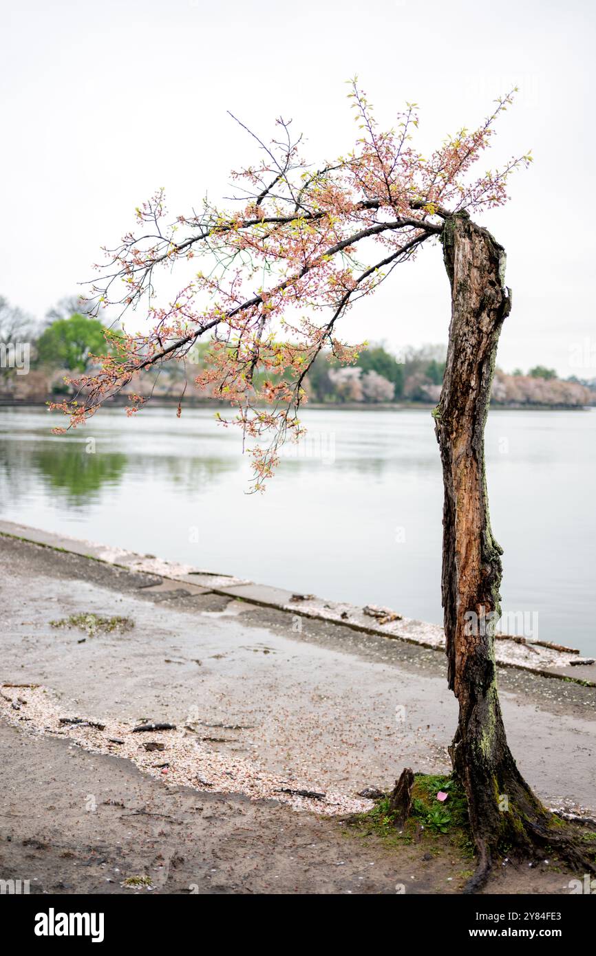 WASHINGTON DC — The gnarled Yoshino cherry tree known as Stumpy blooms ...
