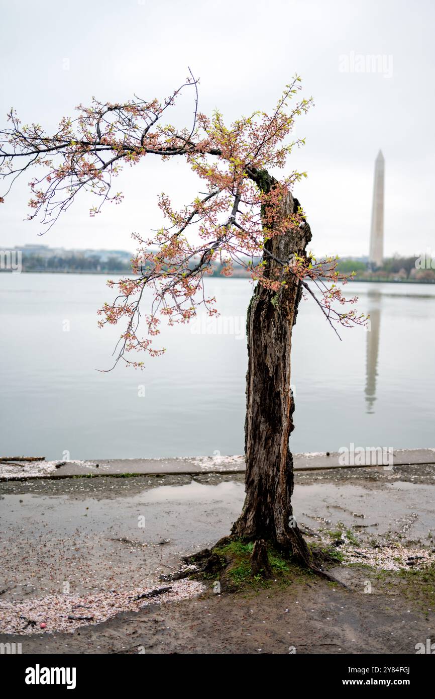 Tidal basin seawall reconstruction hi-res stock photography and images ...