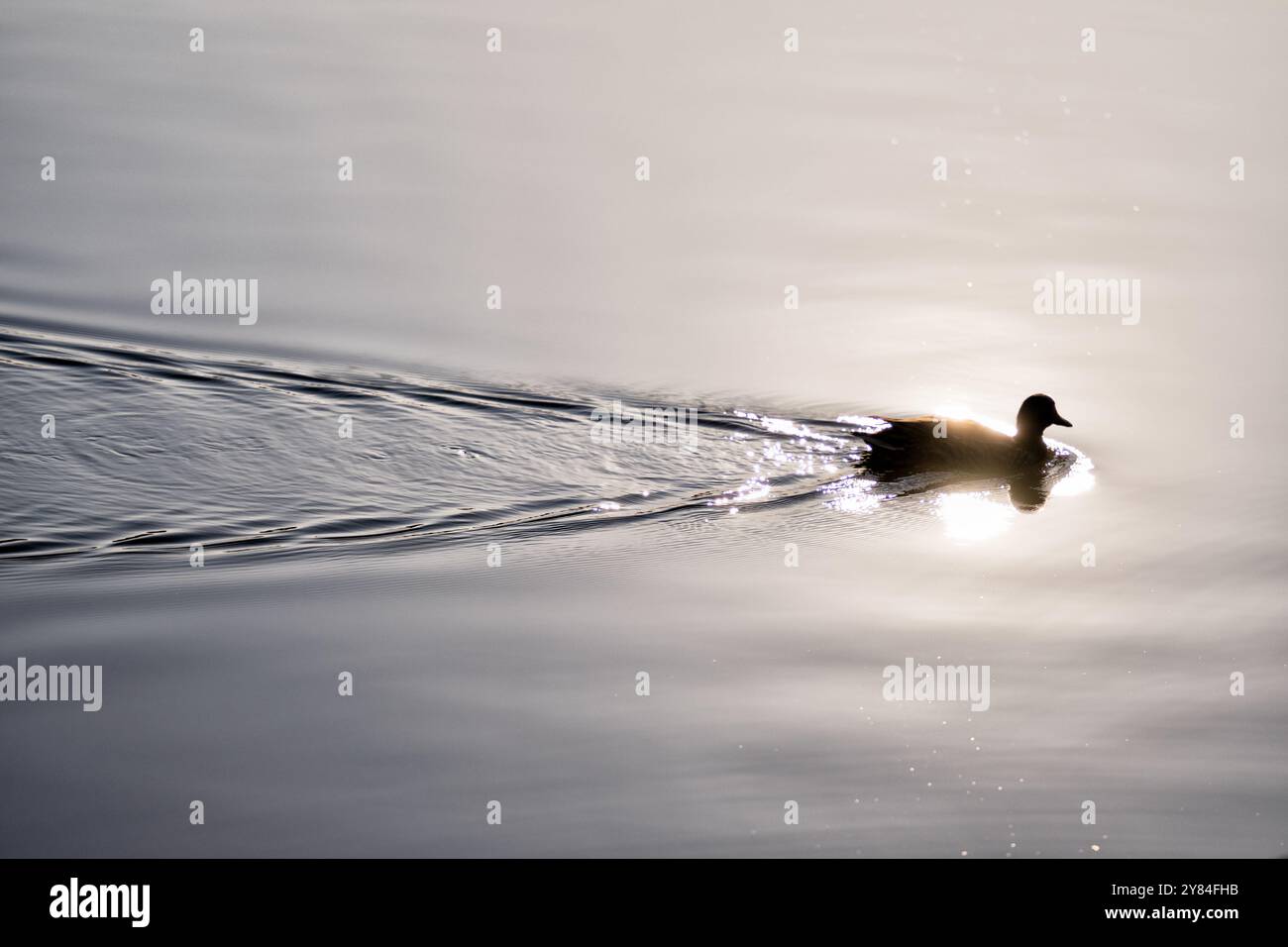 Urban planning and wildlife hi-res stock photography and images - Alamy