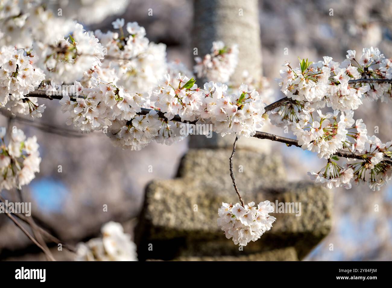 Cherry blossoms near monuments hi-res stock photography and images - Alamy