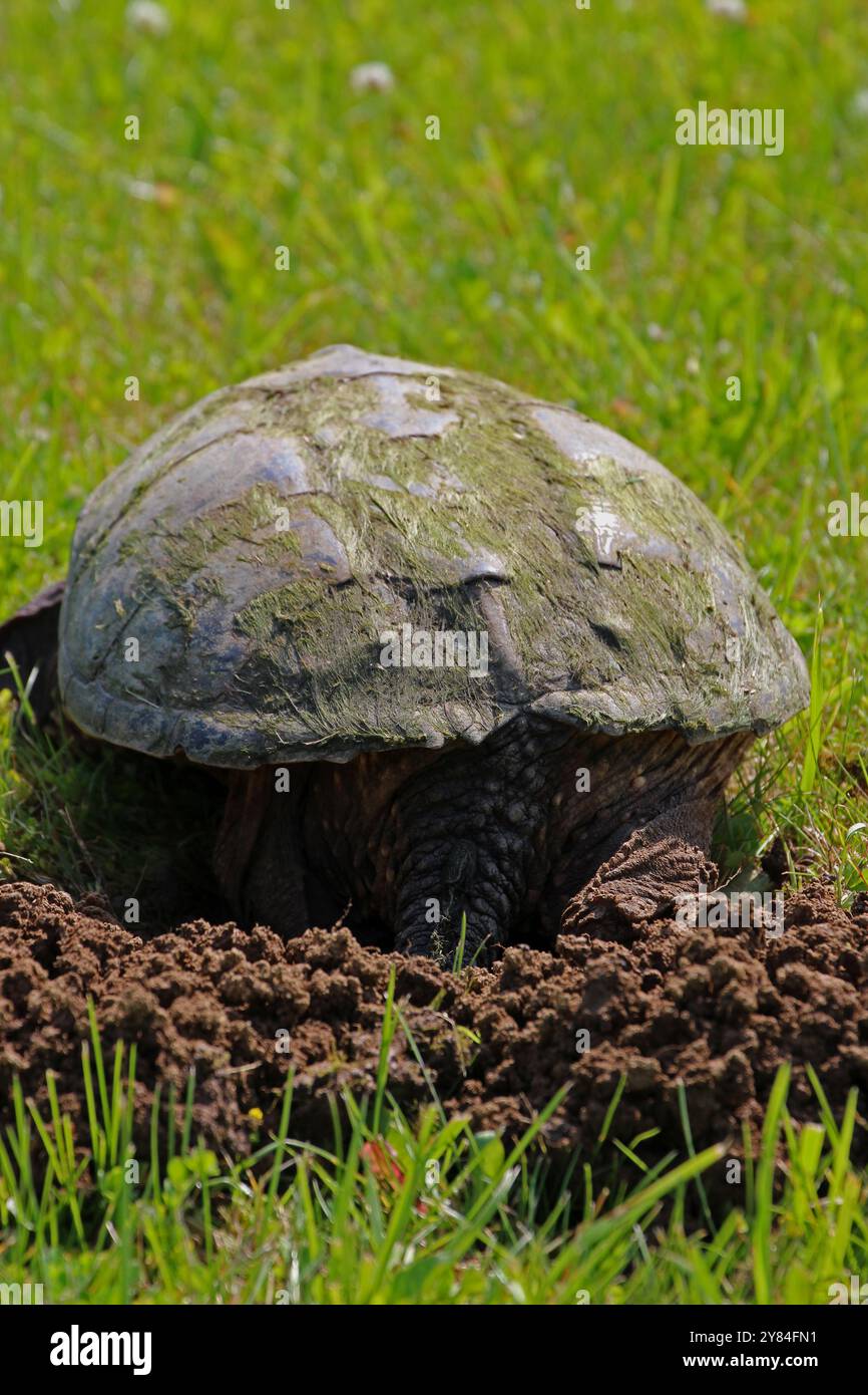 The back of a Snapping Turtle depositing eggs into a whole dug in the ...