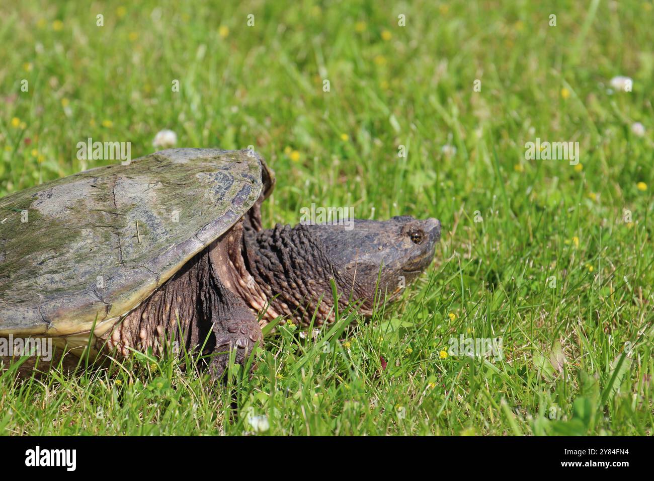 Side view snapping turtle head hi-res stock photography and images - Alamy