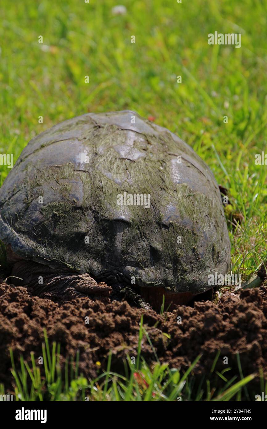 The back of a Snapping Turtle depositing eggs into a whole dug in the ...