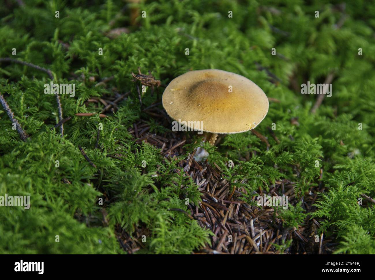 Amiant grain umbrella mushroom (Cystoderma amianthinum Stock Photo - Alamy