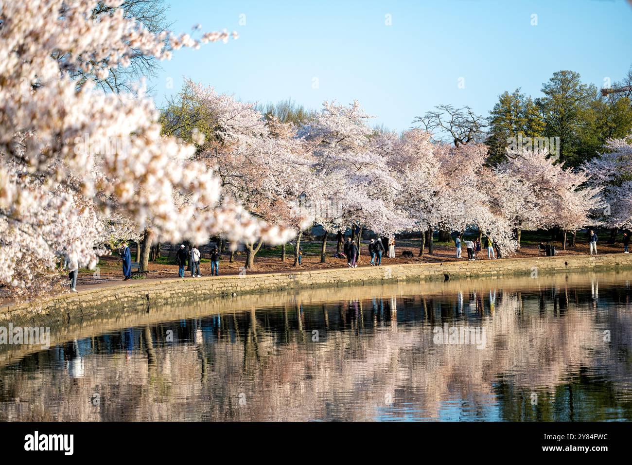 WASHINGTON DC — Cherry blossoms in full bloom are reflected in the ...