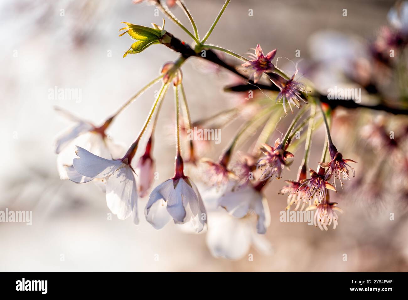 Washington dc fall festival hi-res stock photography and images - Alamy