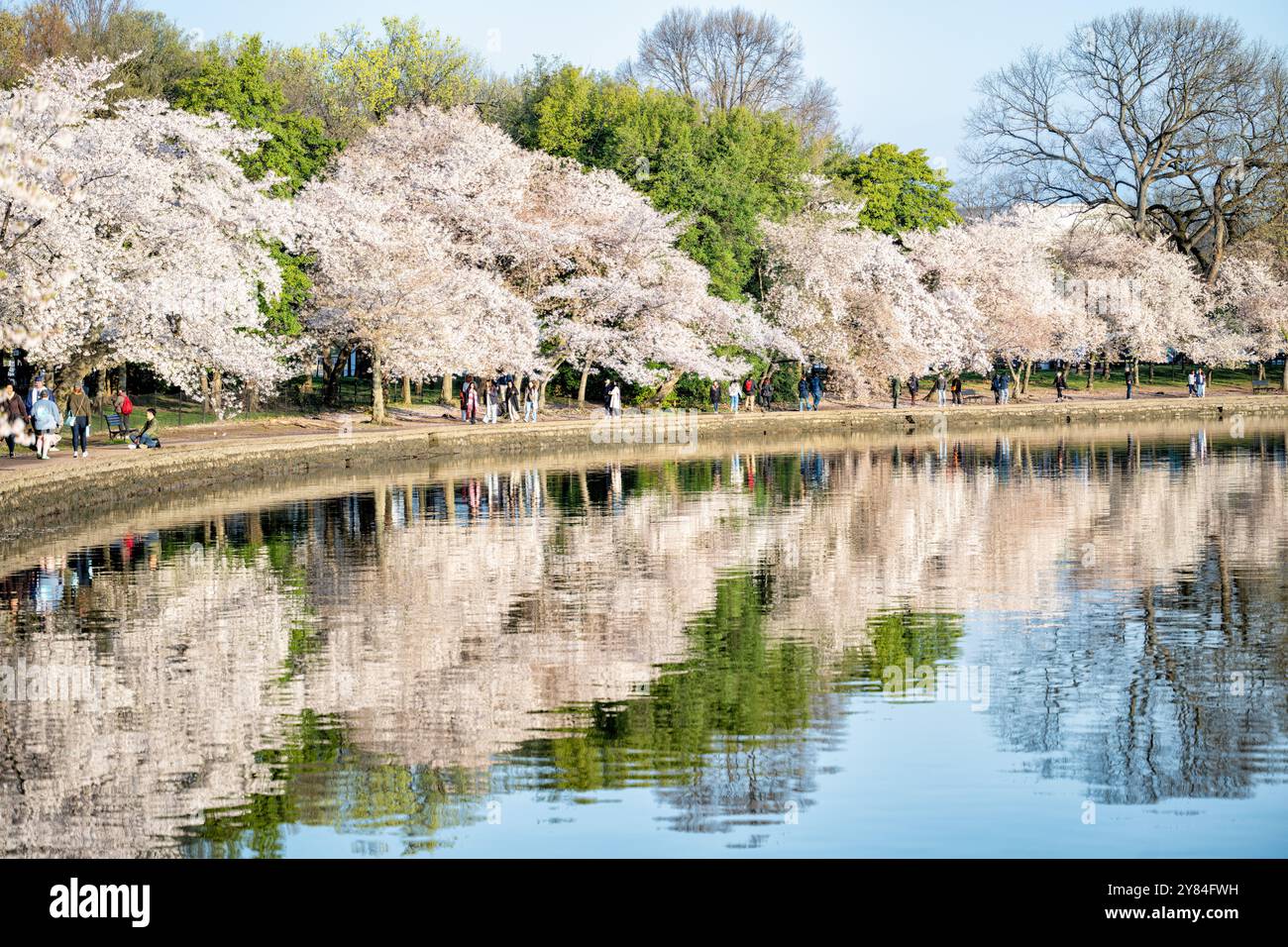WASHINGTON DC — Blooming Yoshino cherry trees line the walkway along ...