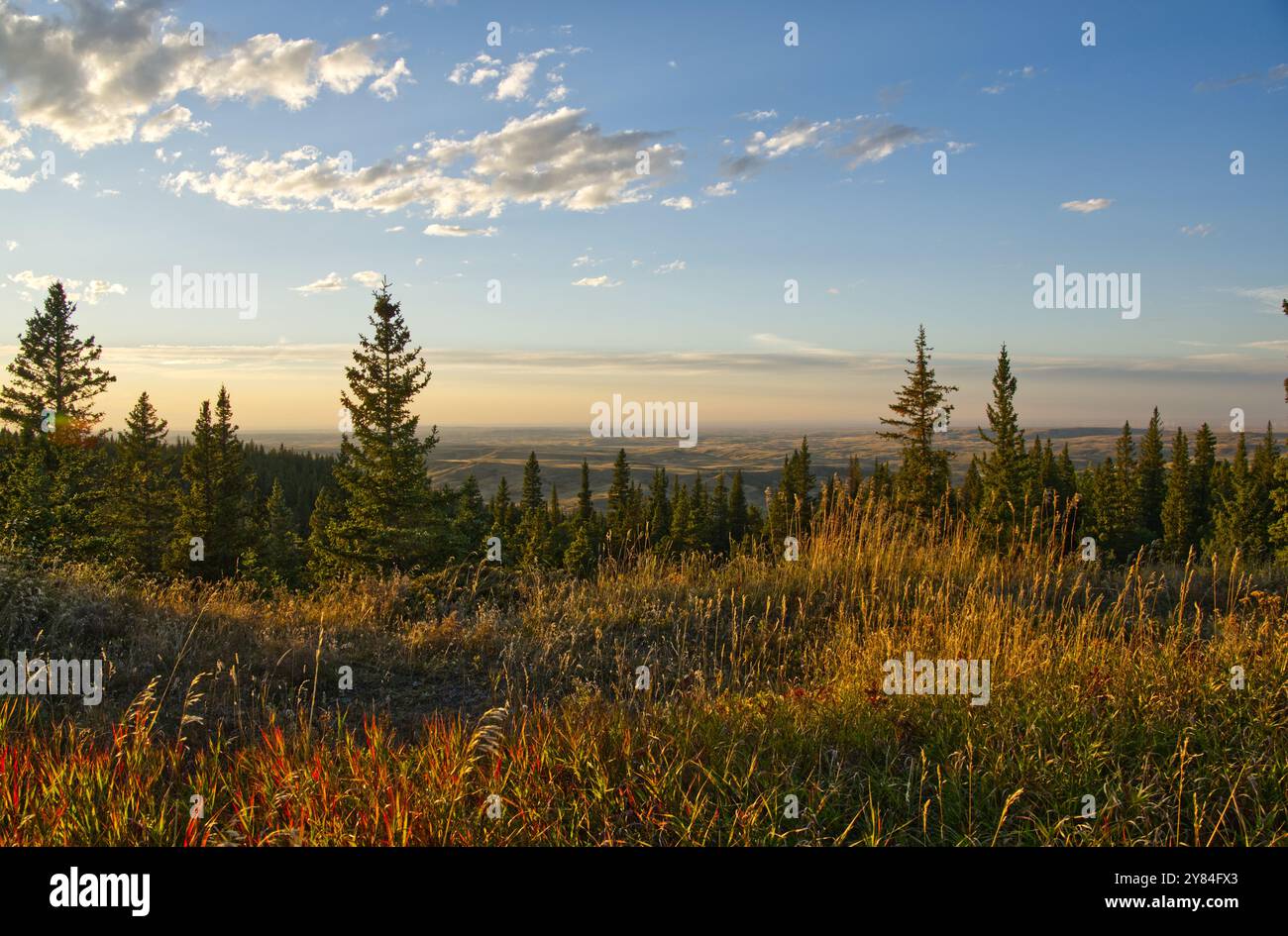 Sunset in hills, grassland and evergreen trees Stock Photo - Alamy