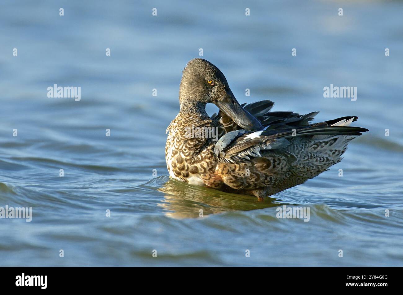 Feather care. Sorting out the feathers Stock Photo - Alamy