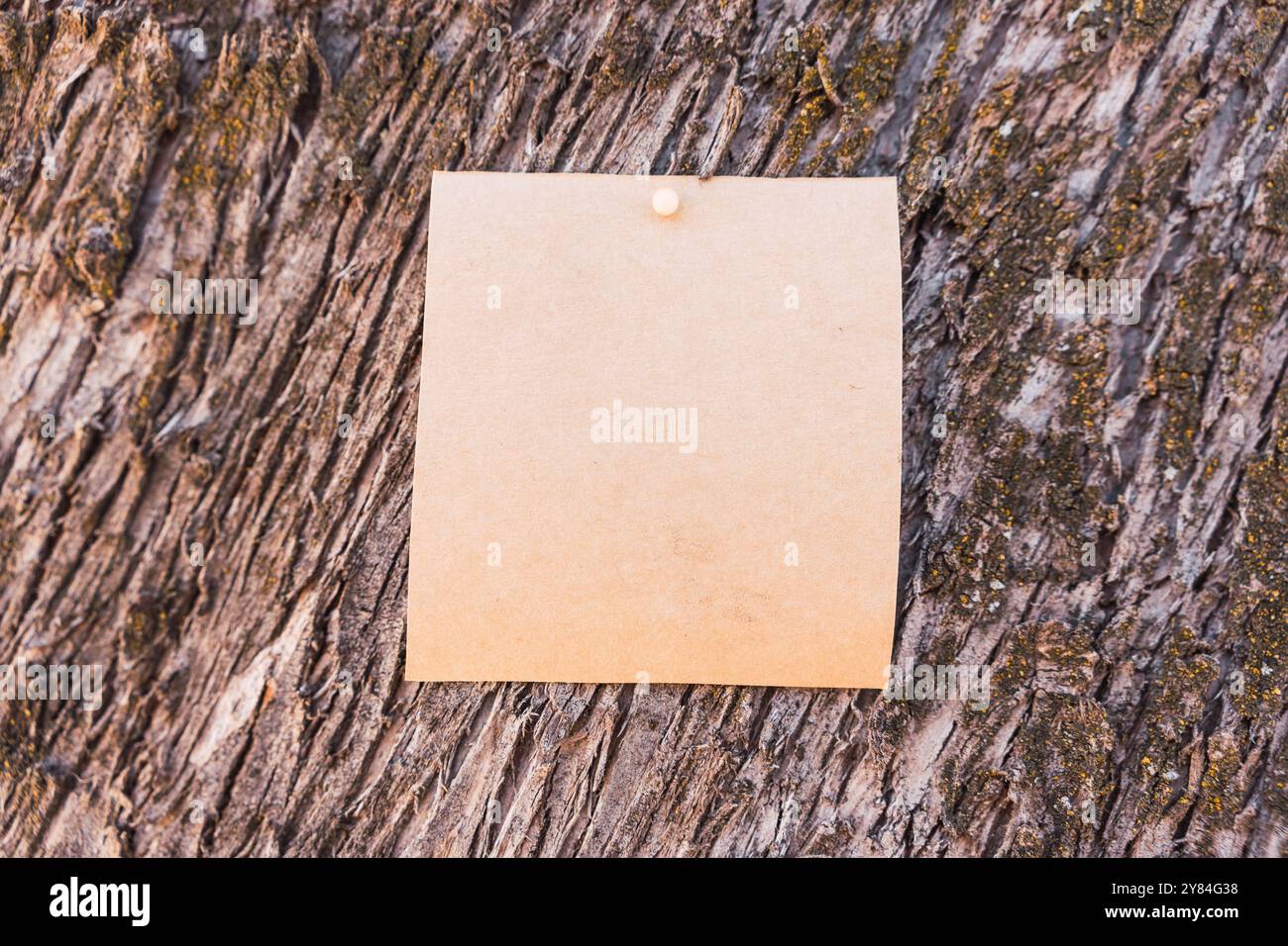 white recycled cardboard with a tree bark textured background Stock ...