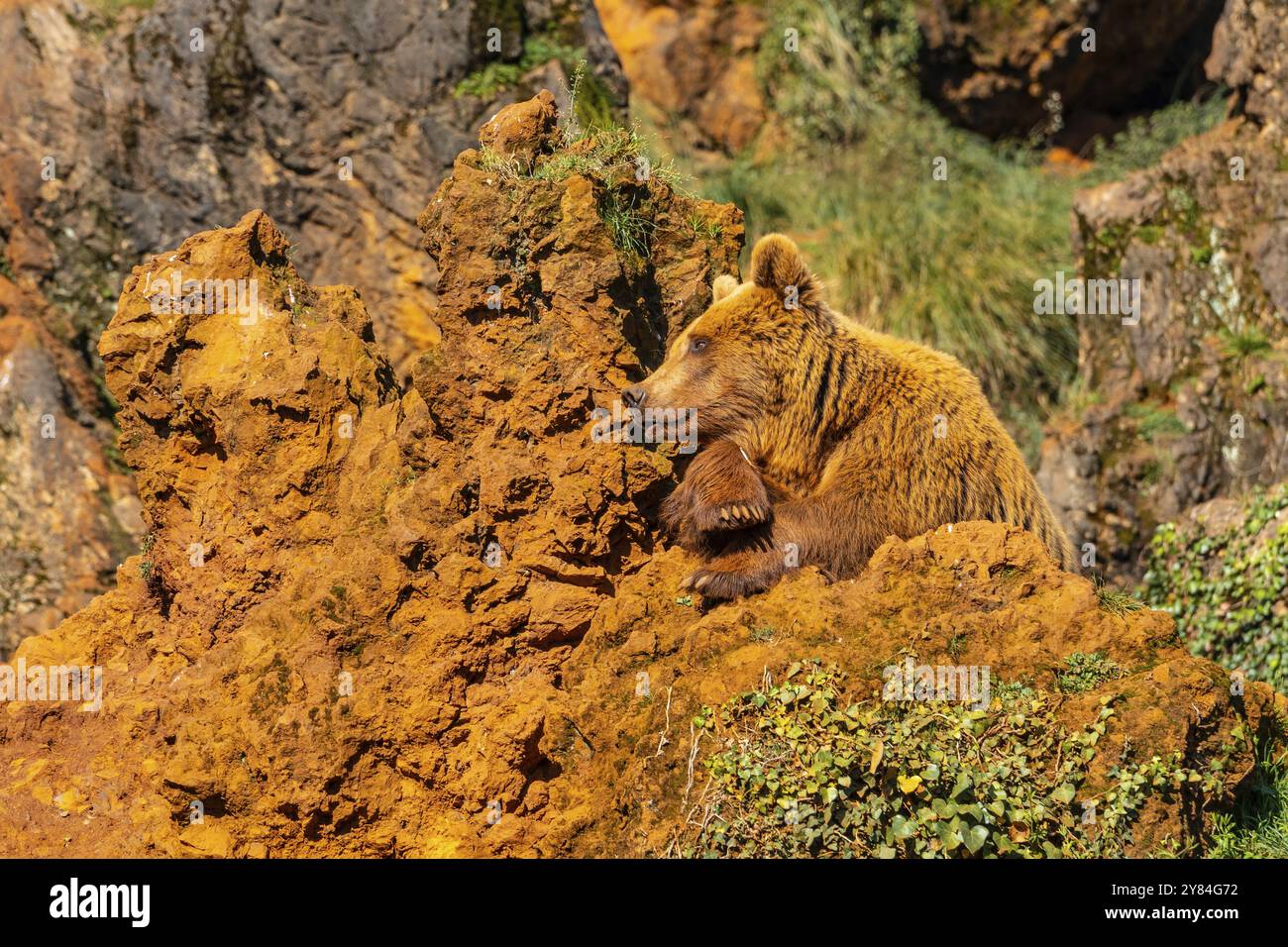 A brown bear is laying on a pile of dirt. The bear is looking up at the ...