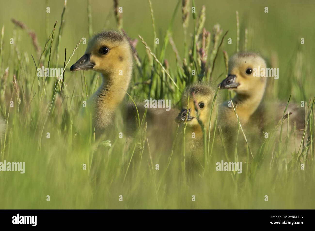 Goose in grassland hi-res stock photography and images - Alamy