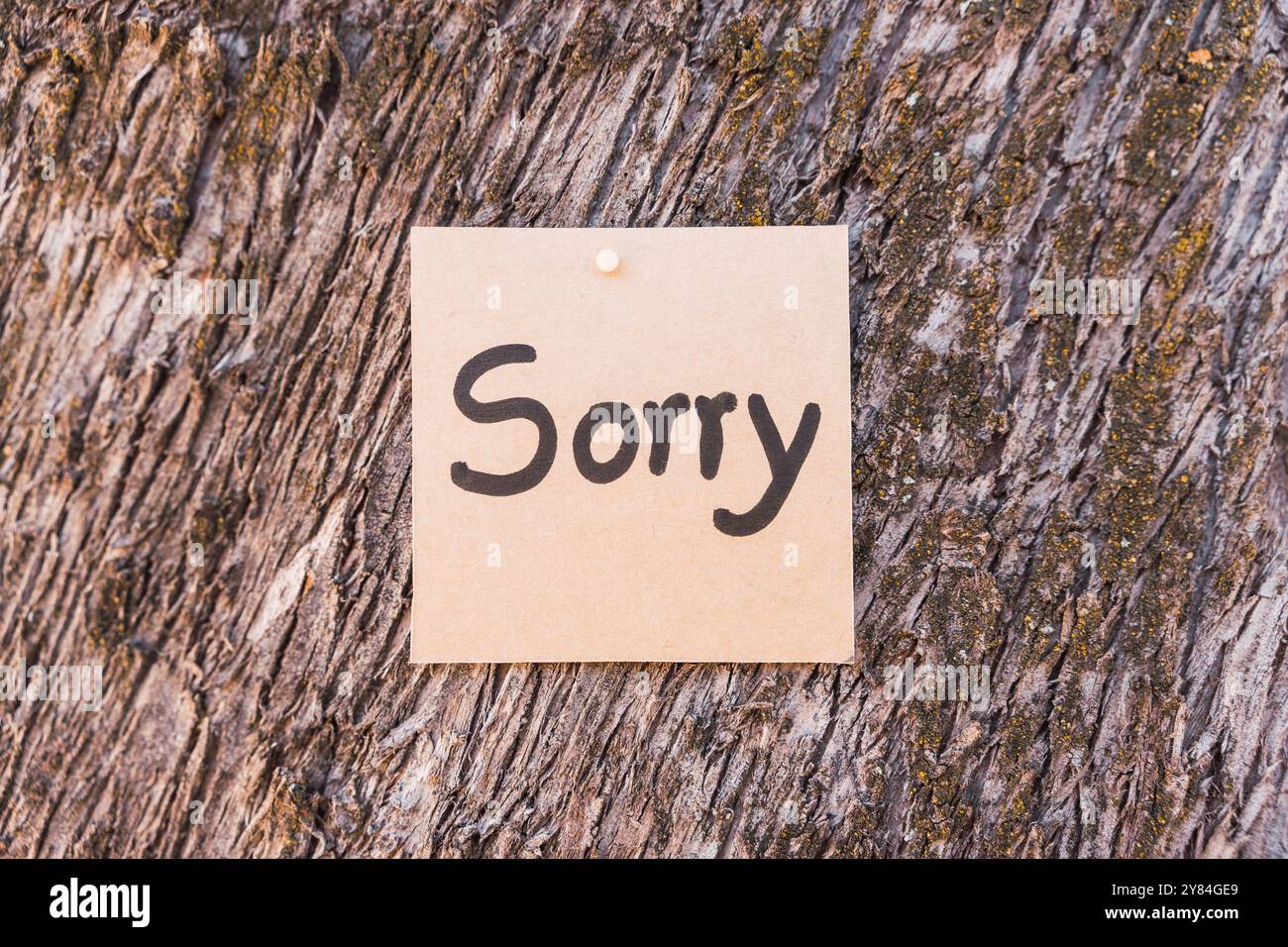 word sorry written and drawn on recycled cardboard with a textured tree ...