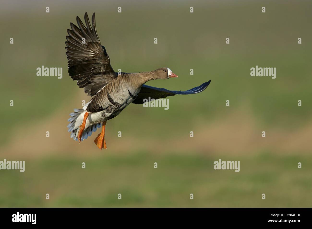 Greater white fronted goose landing Greater white fronted goose landing ...