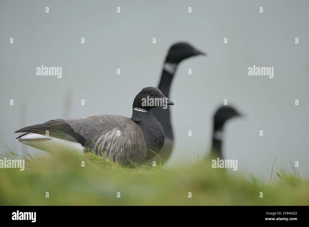 Brent goose on the levee. Brant Goose on the levee Stock Photo - Alamy