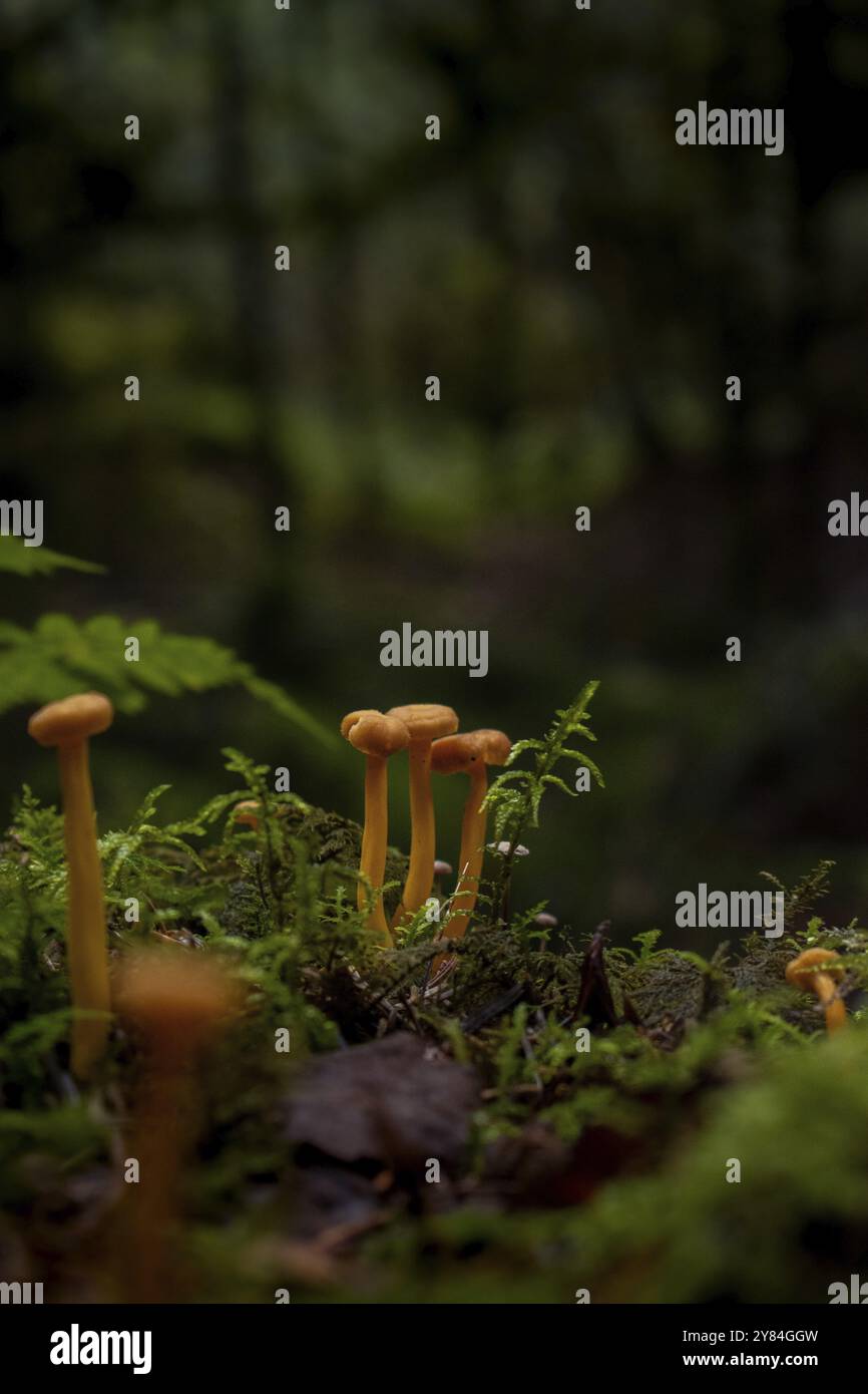 Group of small trumpet chanterelles (Craterellus tubaeformis), close-up ...