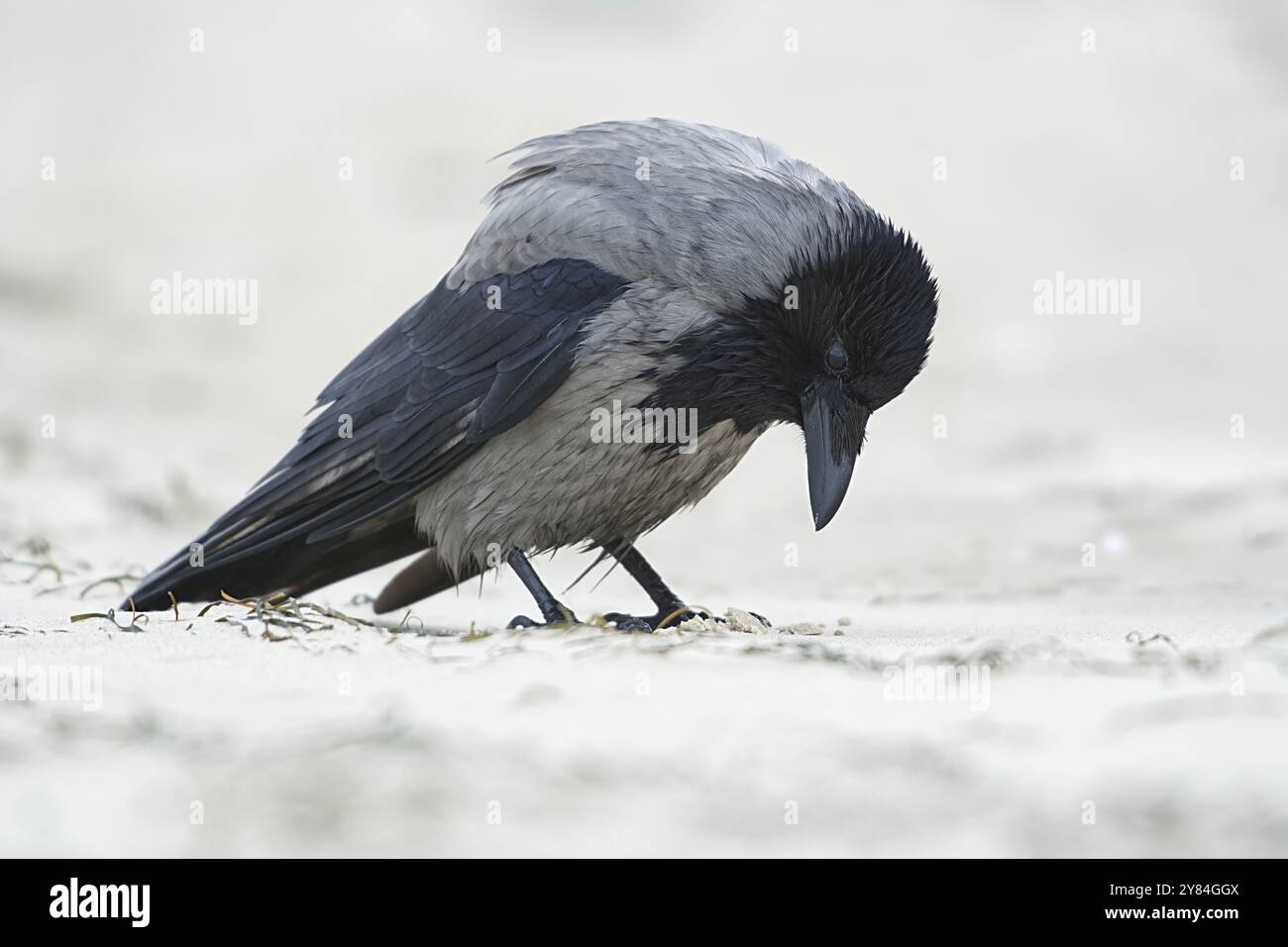 Hooded crow at a beach. Hooded crow at a beach Stock Photo - Alamy