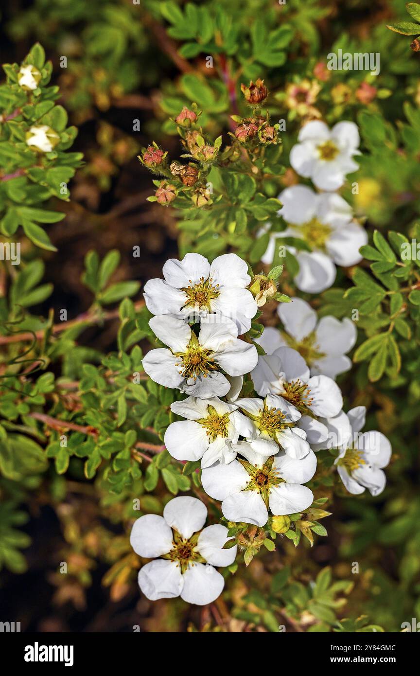The Bibernell rose (Rosa spinosissima L., syn.: Rosa pimpinellifolia L.), Allgaeu, Bavaria ...