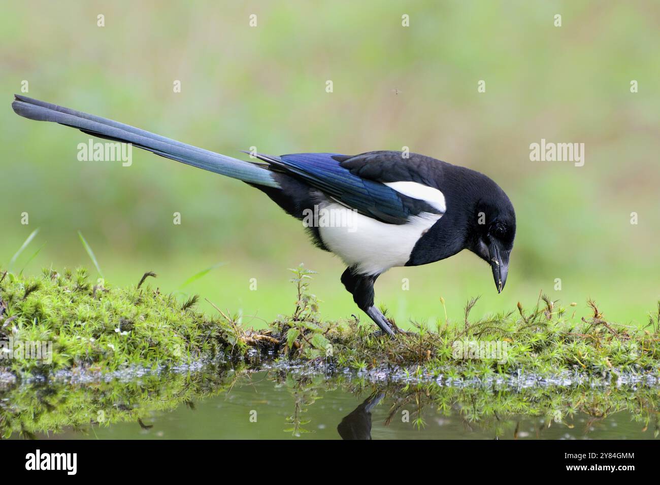Magpie at a drinking pool in the forest. Common Magpie at a drinking ...