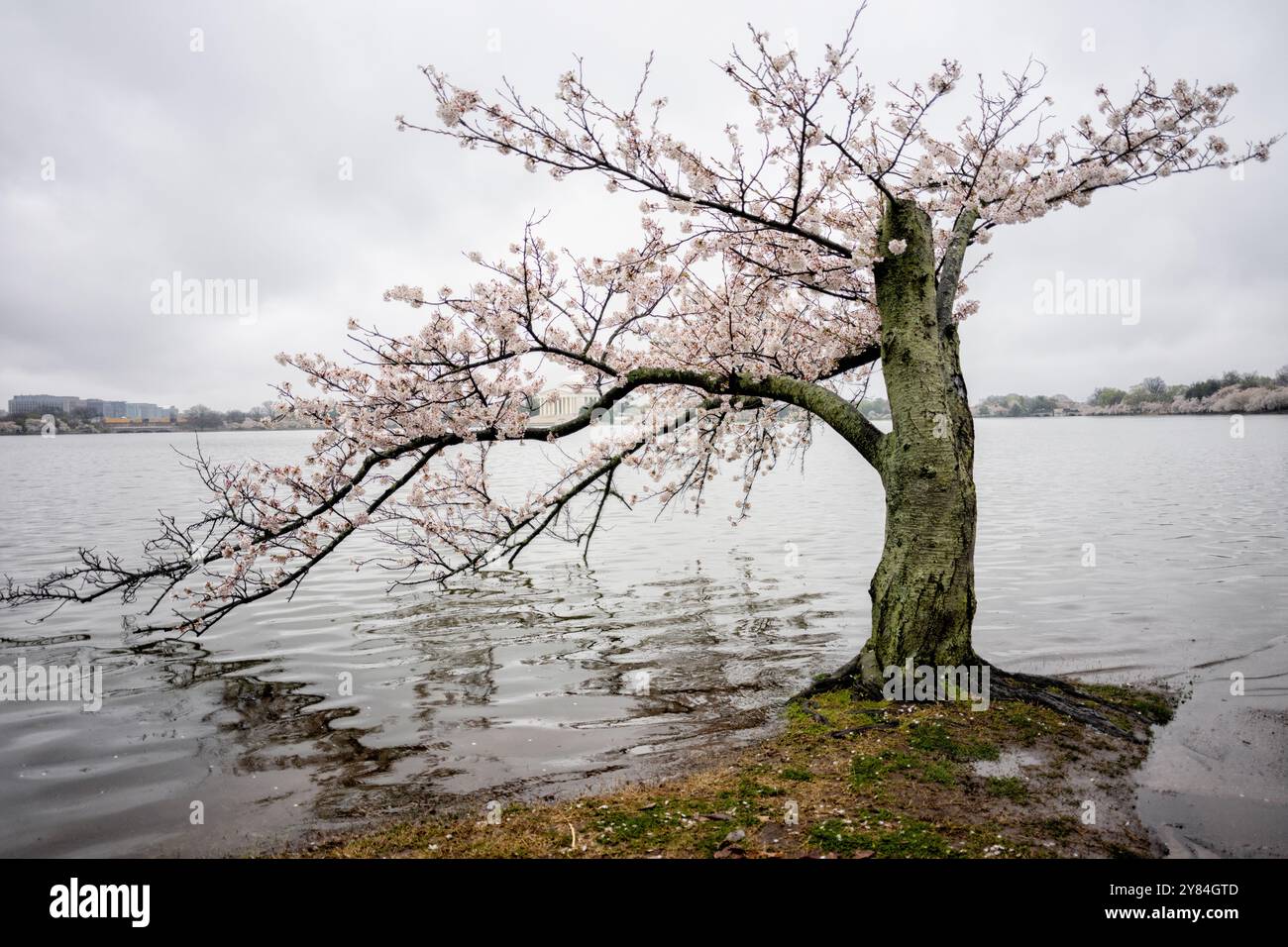 WASHINGTON DC — A cherry blossom tree stands in floodwater along the ...