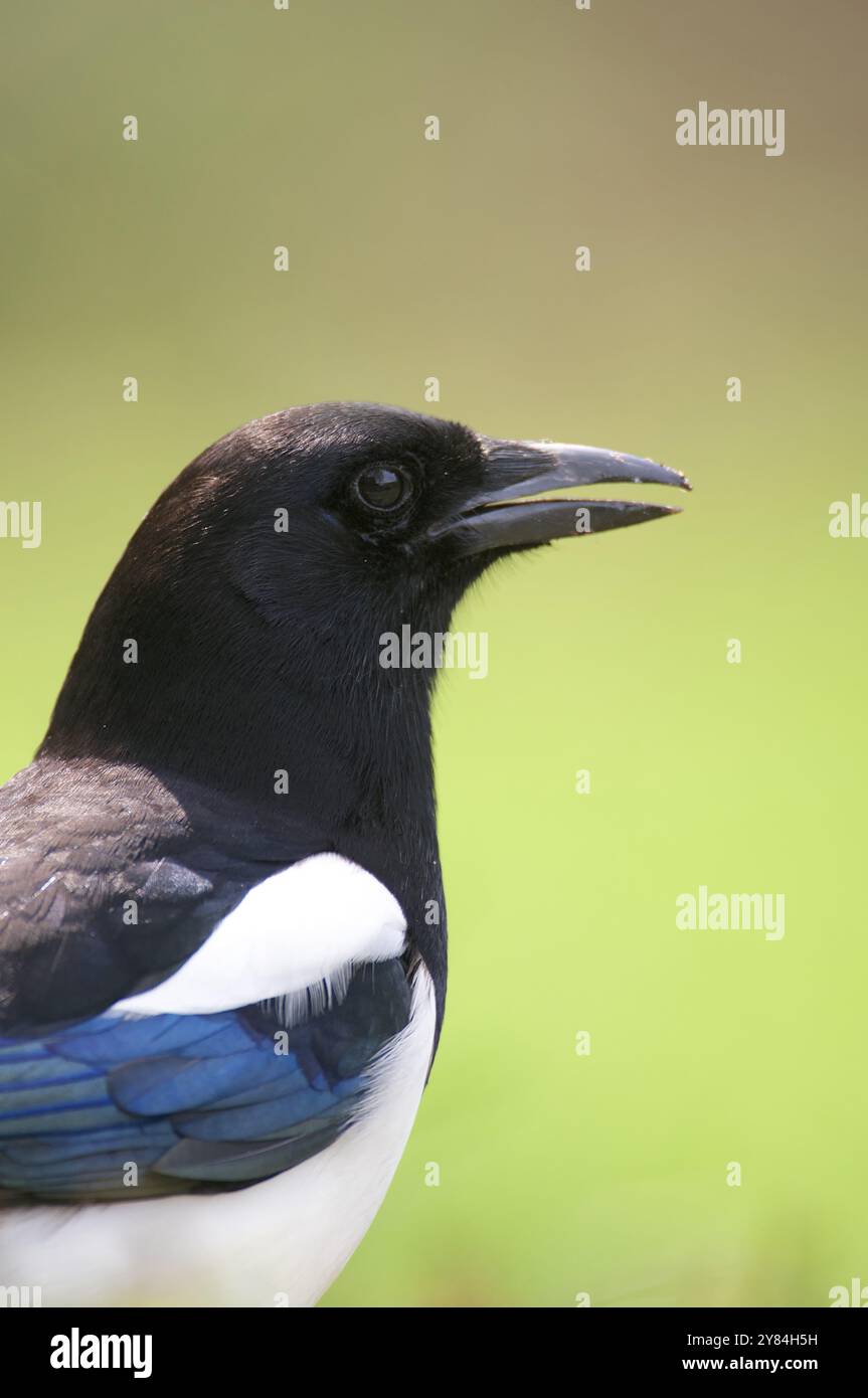 Portrait of a Magpie. portrait of a Common Magpie Stock Photo - Alamy