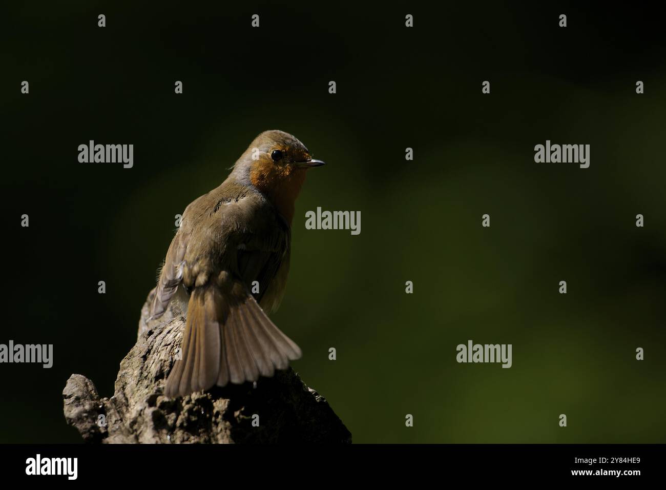 Robin in the spotlight. Robin with spotlight effect Stock Photo - Alamy