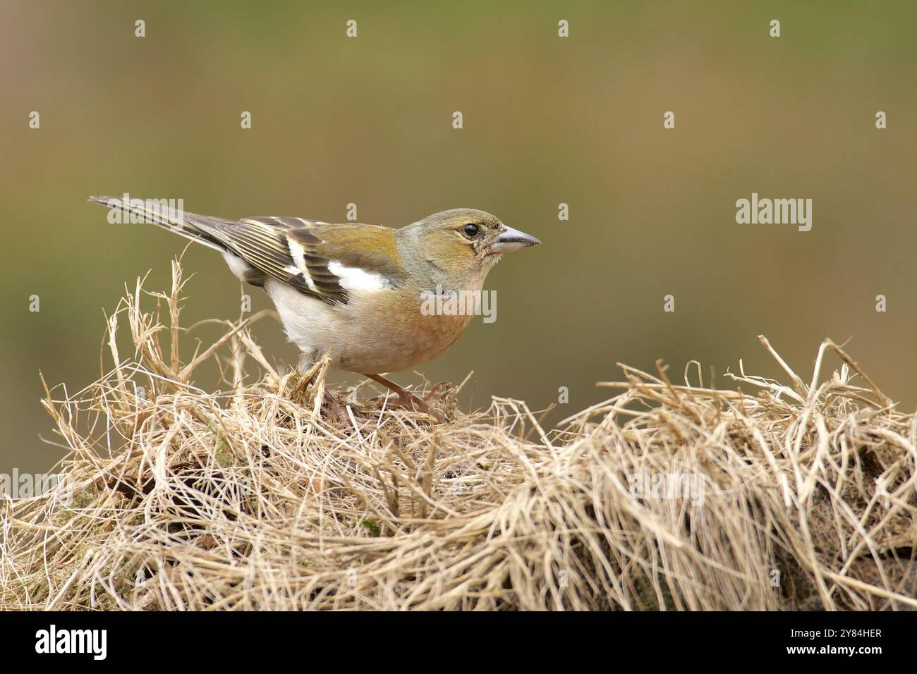 Female Common Chaffinch Stock Photo - Alamy