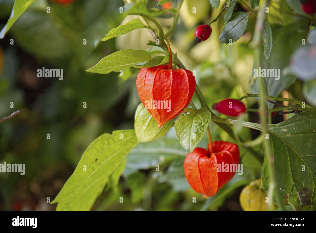 Lampion flower (Physalis alkekengi) in very bright orange Stock Photo ...