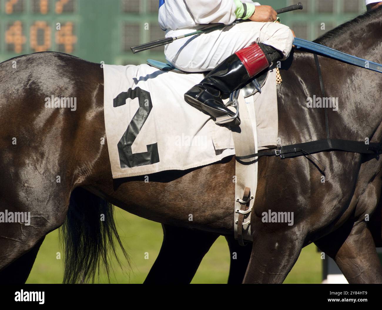 A Jockey Leads the Number Two Horse to Start Gate at Horserace Stock ...