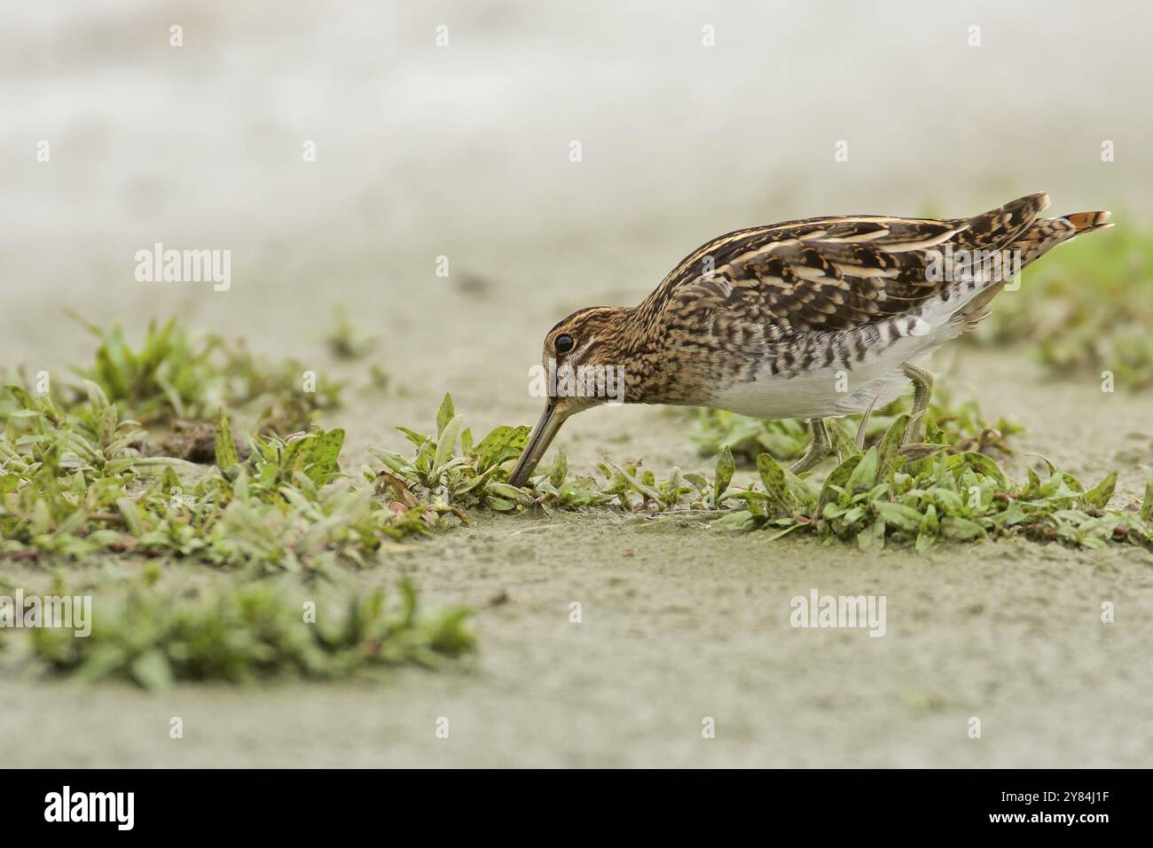 Common snipe searching for food. Common Snipe searching food Stock ...