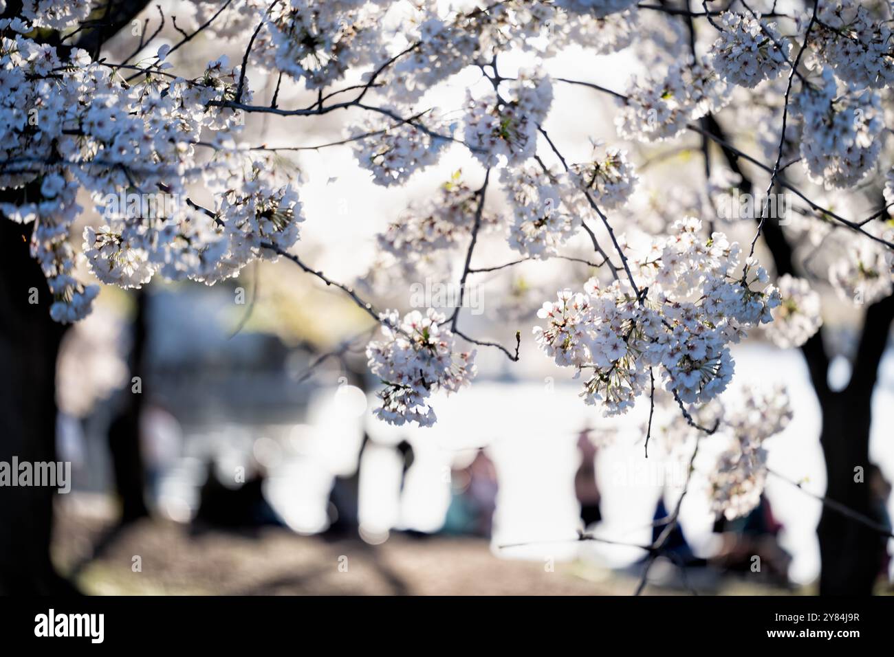 WASHINGTON DC, United States — Visitors enjoy the cherry blossoms in ...