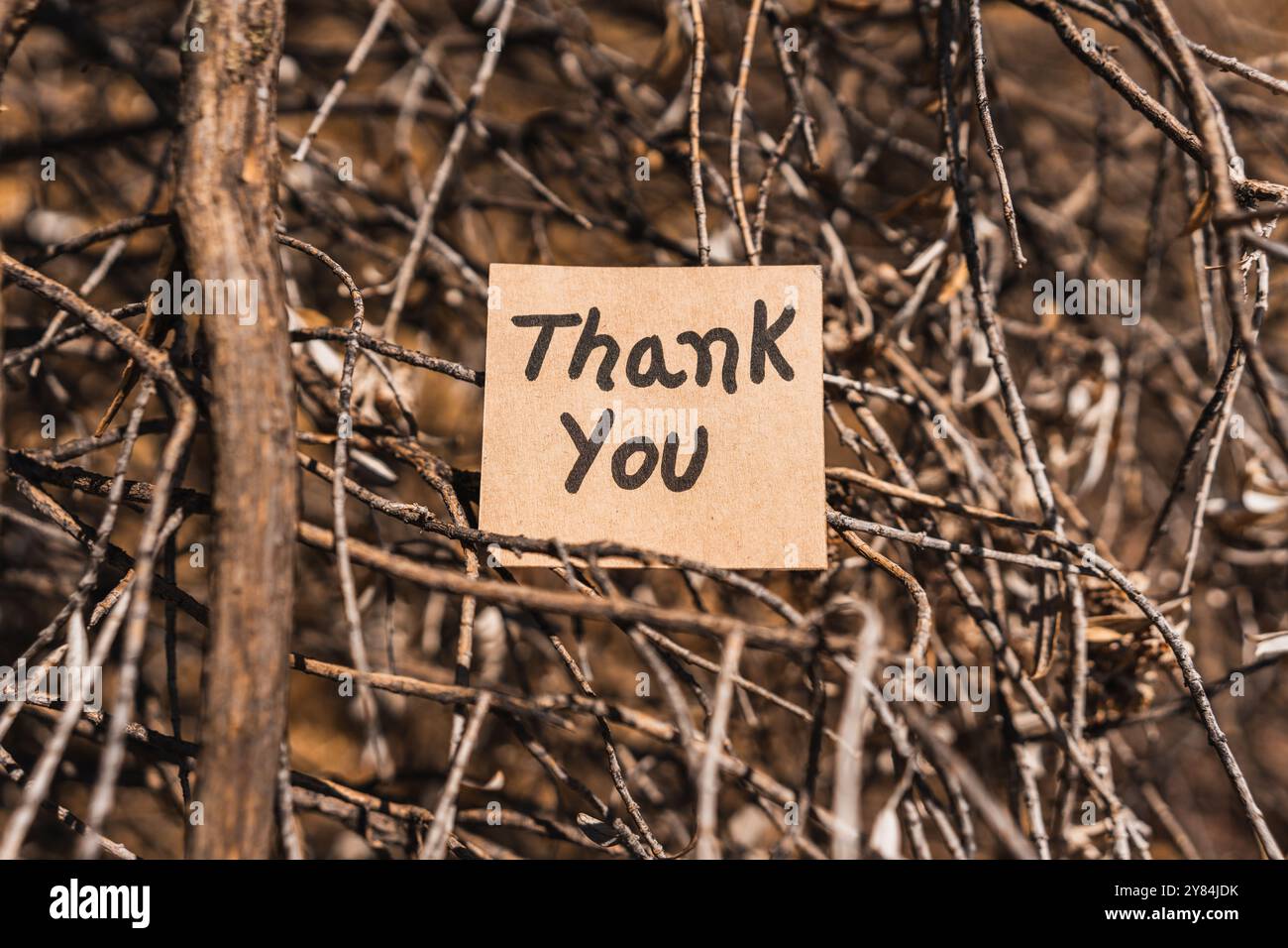 word thank you written and drawn on recycled cardboard with a textured ...