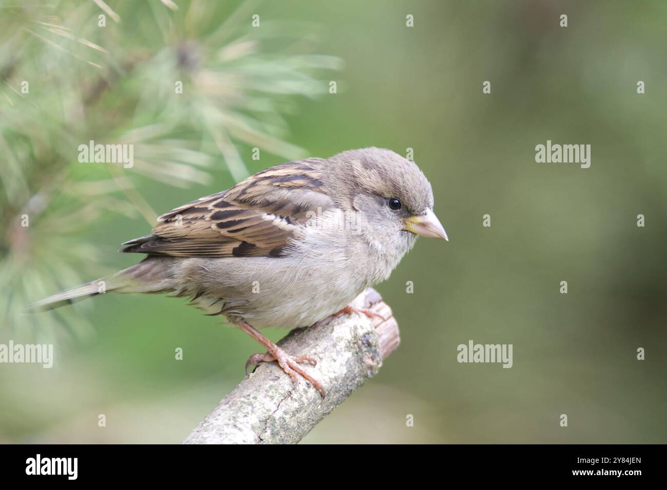 House sparrow in pine tree. House sparrow in a pine tree Stock Photo ...