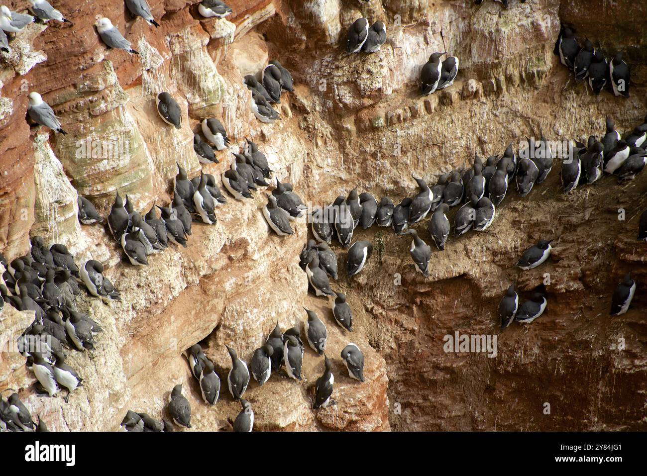 Breeding colony on Heligoland Stock Photo - Alamy