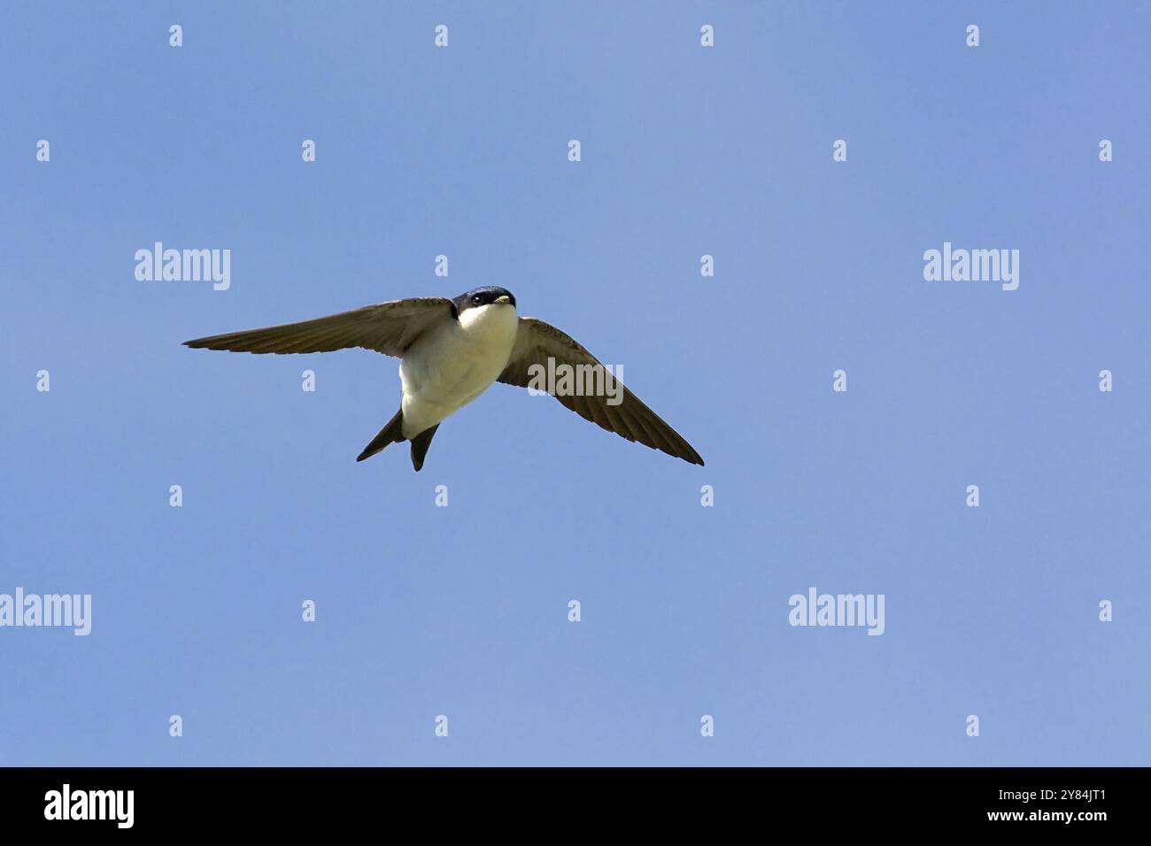 House martin in flight. Flying House Martin Stock Photo - Alamy